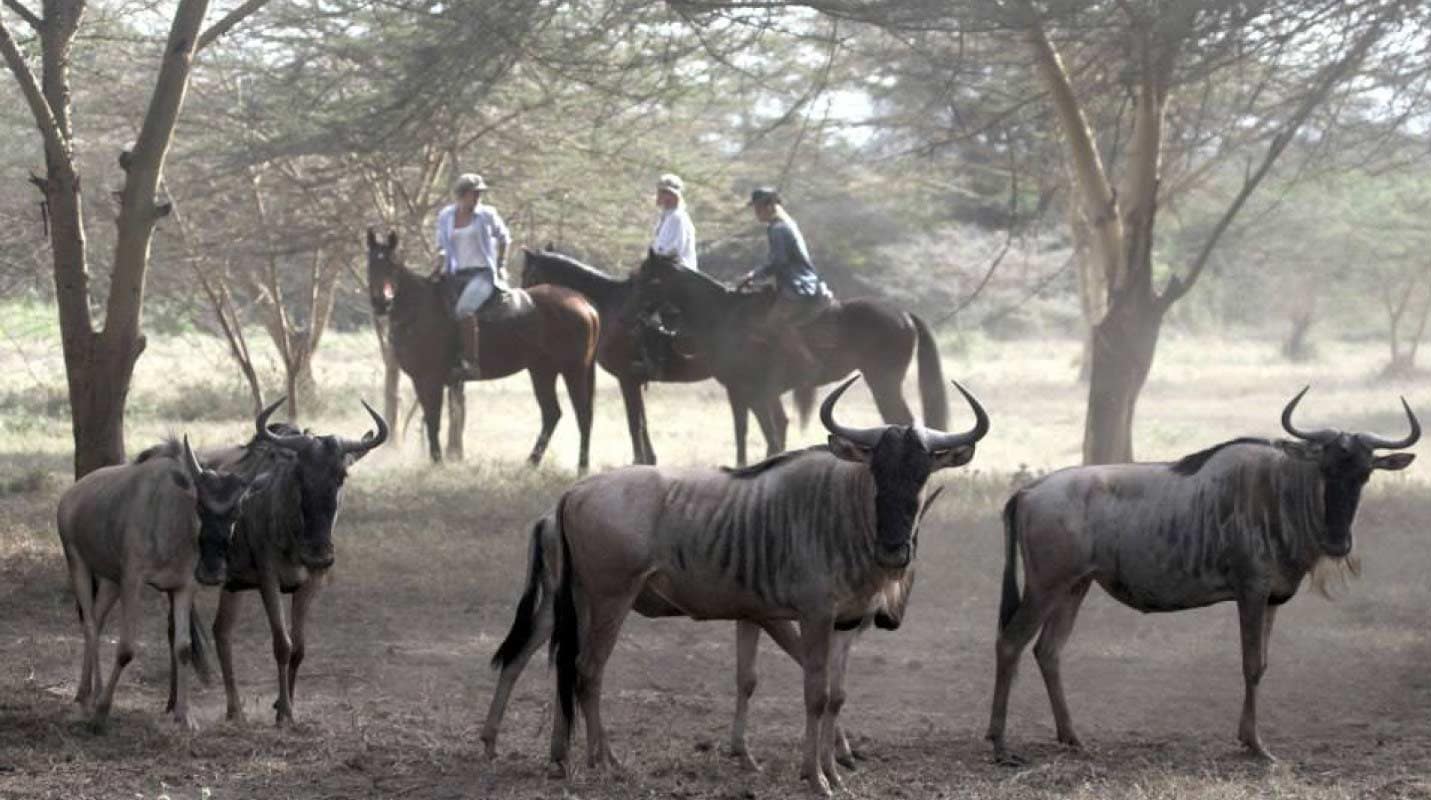 Horse Riding Safaris - Tanger Safaris